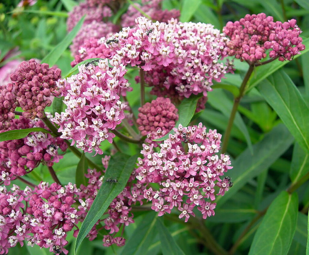 🌱 Native Milkweed Plants